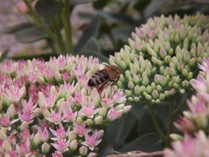 Dagens pollental med Astma-Allergi Danmark